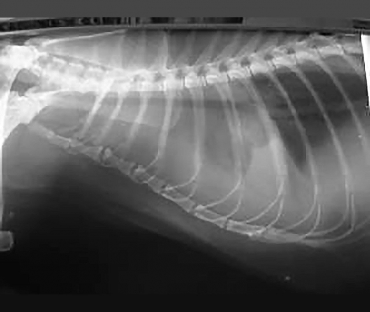 Feline Hypertrophic Cardiomyopathy – Symptoms and Diagnosis – HCM Felina